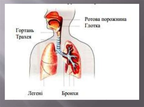 Причини порушення прохідності дихальних шляхів презентация онлайн