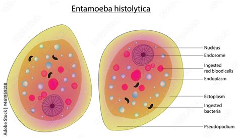 Life Cycle Of Entamoeba Histolytica Diagram