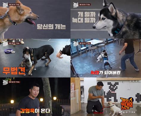 갑질 무혐의 강형욱 방송 복귀…개와 늑대의 시간 내달 5일 공개