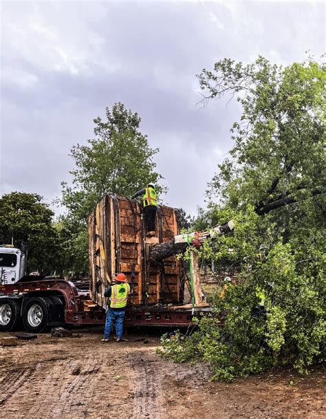 Premium Large Trees Exceptional Service Big Trees Nursery