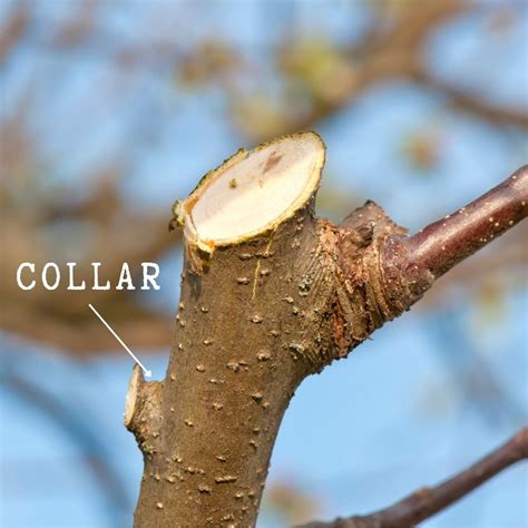 3 Easy Steps To Winter Fruit Tree Pruning — The Post And Rail Cooking Gardening Art School
