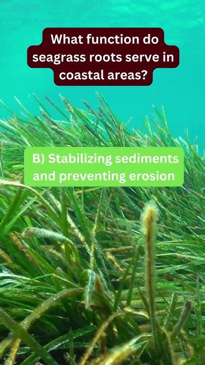 What Function Do Seagrass Roots Serve In Coastal Areas Youtube