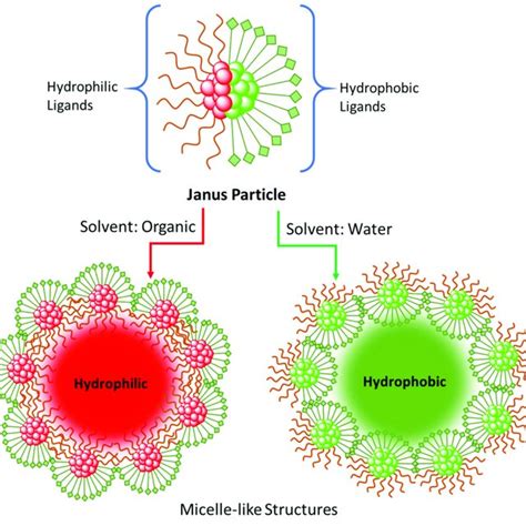 Schematic Representation Of Phase Transfer Through Polymer Based