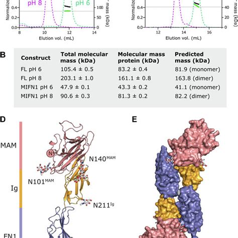 Dimerization Interface Of The Ptprk Mifn1 Structure A Schematic