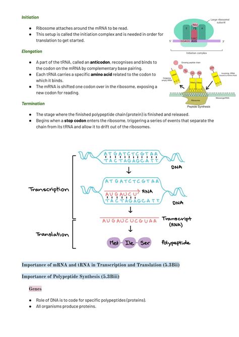 Biology Notes Year 12 Biology Year 12 Hsc Thinkswap