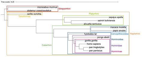 Common Ancestry And Nested Hierarchy Peaceful Science