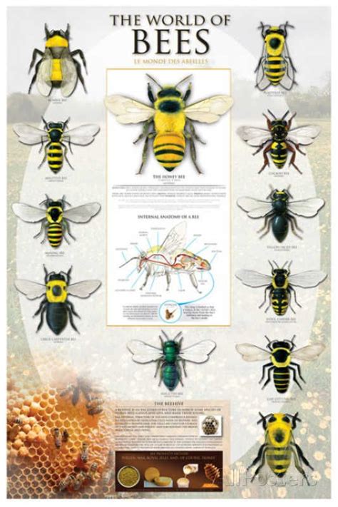 266 Best Images About Bees On Pinterest Bumble Bees Save The Bees And Honey Bees