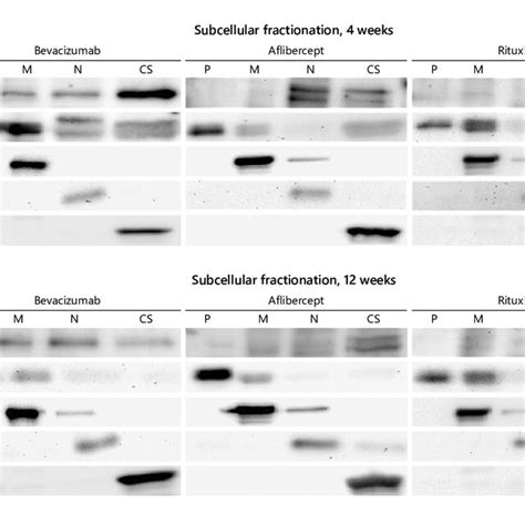 Subcellular Fractionation In Arpe 19 Cells After 4 Weeks A After 12 Download Scientific