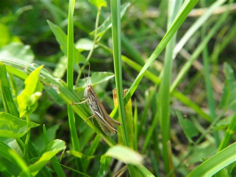 Nature Meadow Migratory Locust Free Photos On