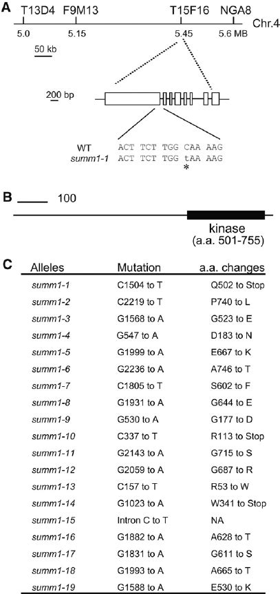 Map Based Cloning Of Summ1 Download Scientific Diagram