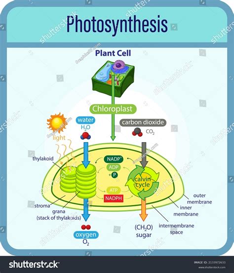 Diagram Showing Process Photosynthesis Plant Cells Stock Vector Royalty Free