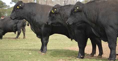 Image And Sensor Technologies To Categorize Mobility In Beef Cattle Project Angus Australia