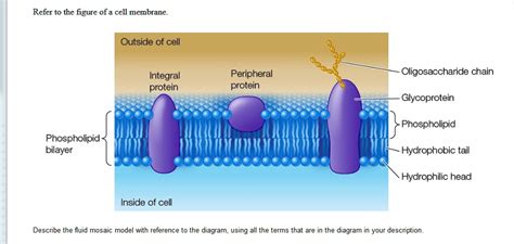 Refer To The Figure Of A Cell Membrane Outside Of Cell Integral Protein Peripheral Protein