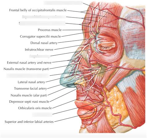 Angular Artery