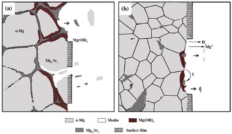 Effect Of Microstructure On Corrosion Behavior Of Mg Sr Alloy In Hanks Solution