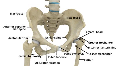 What Joints Are In Your Hip At Olga Bushey Blog