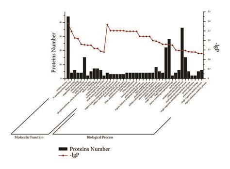 Functional Categories Of Differentially Expressed Proteins A Go Term Download Scientific