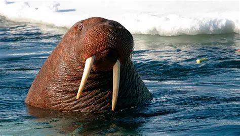 Animales De La Prehistoria Que AÚn Existen