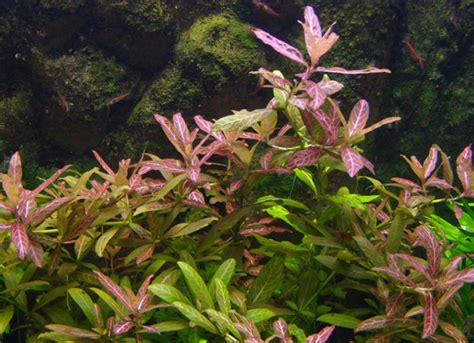 Aquabie Plant Hygrophila Polysperma Rosanervig