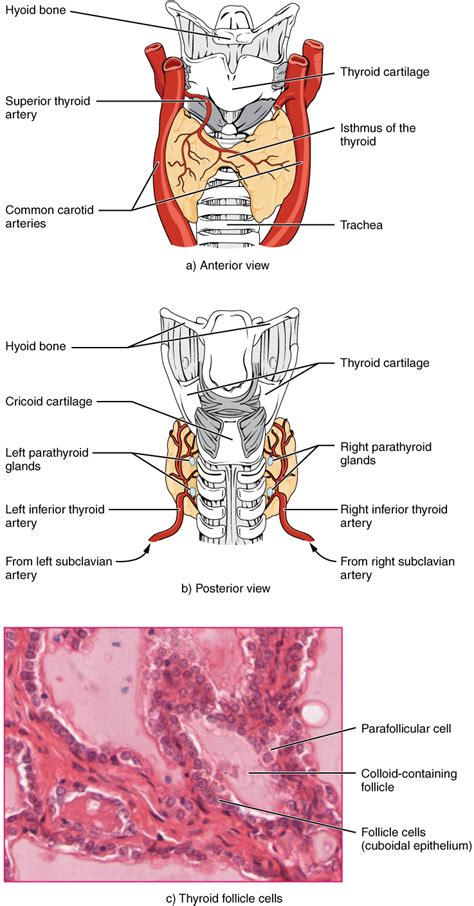 174 The Thyroid Gland The Endocrine System By Openstax Jobilize