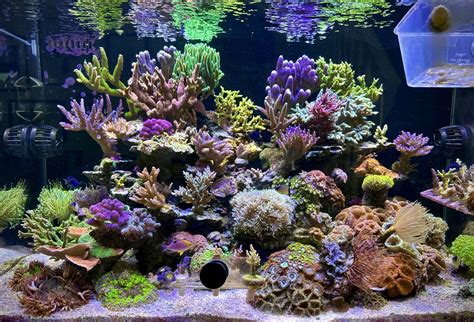 Nano Build 36g Mostly Sps Mini Reef Reef2reef