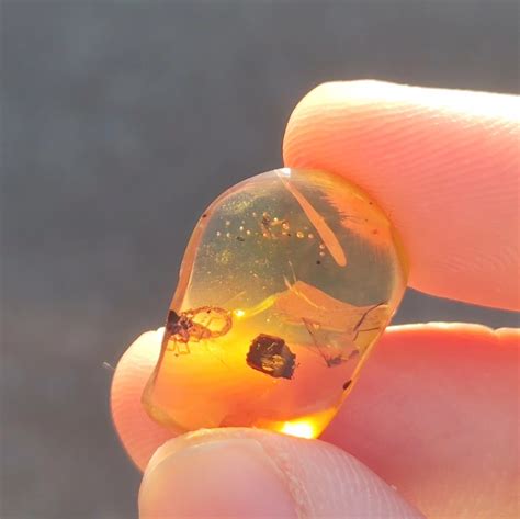 Tiny Scorpion In Natural Burmite Amber R Amberfossil