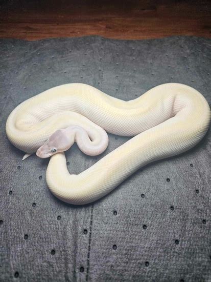 Blue Eyed Lucy Ball Python By Xxicenturywarriorreptiles Soul Collector