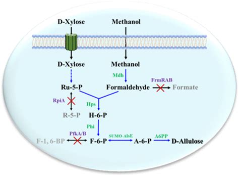 Methanol Dependent Carbon Fixation For Irreversible Synthesis Of D Allulose From D Xylose By