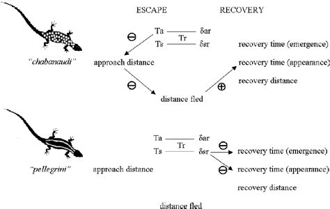 schematic representation of the relationships between variables in both download scientific