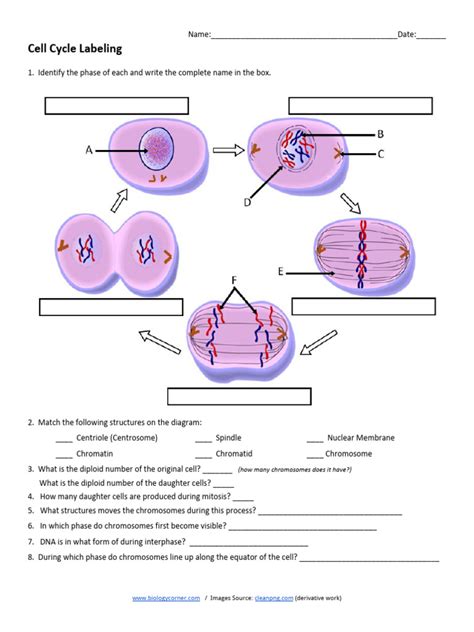 Cell Cycle Labeling Pdf Science And Mathematics