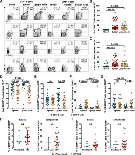 Generation Of Cxcr5 Cd8 T Cells In Hunsg Mice A Representative