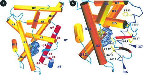 Schematic Representation Of The Chimeric Receptor Gp3 Based On The Hpr Download Scientific