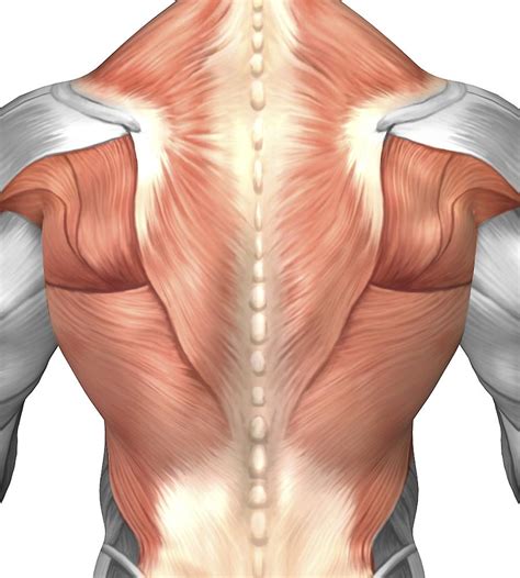 Male Muscle Anatomy Of The Human Back Poster Fruugo Uk