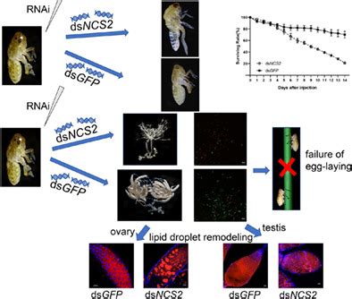 Insect Molecular Biology Vol 31 No 6