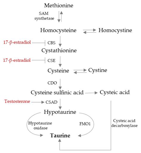 Do Sex And Gender Interact With The Biological Actions Of Taurine A