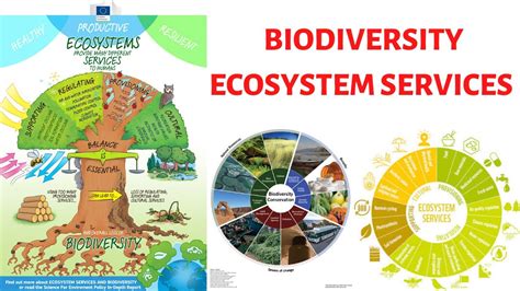 Ecosystem And Difference Between Population And Community