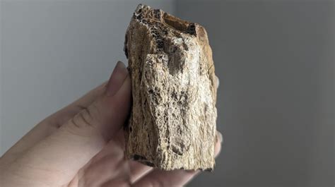 Scale Tree Fossil Colorado Front Range R Rockhounds