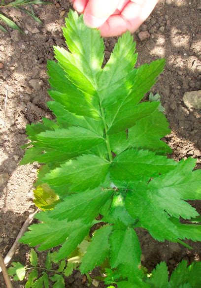 Parsnip Leaves
