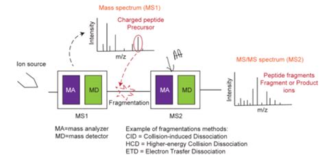 Proteomics Quizlet