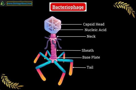 Mystery Of Bacteriophage Structure Life Cycle And Importance R Microbiology
