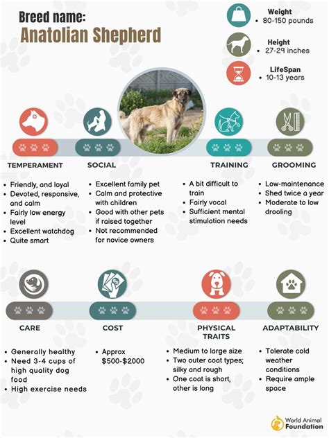 Anatolian Shepherd Facts Health And Care Waf