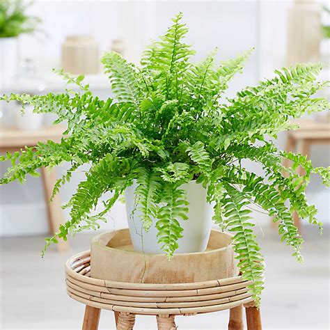 Nephrolepis Exaltata Green Lady Boston Fern 12cm Pot 25cm Tall Foliage
