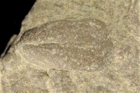 Rusophycus Ichnofossils The Fossil Forum