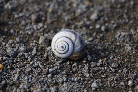 Snail Shell Hd Wallpapers