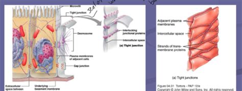 Junctions Flashcards Quizlet Junctions Flashcards Quizlet