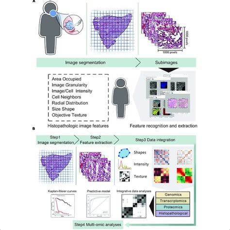 The Workflow Of Data Analysis And Integration A The Whole Slide Download Scientific