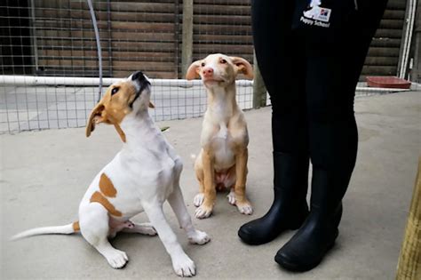 Housetraining 101 Infurmation