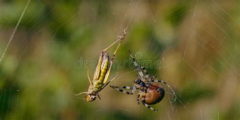 The Insect Is Eating The Grasshopper Stock Image Image Of Small Invertebrates 323627529