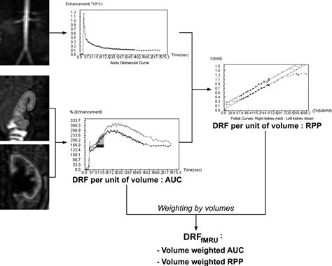 Differential Renal Function Calculation At Kerry Palacios Blog