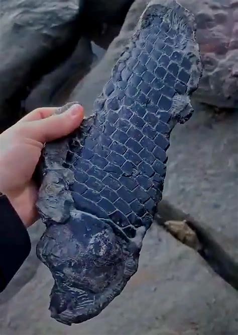 Extremely Rare Fossil Lepidotes Fish Only Found 2 In About 15 Years Of Looking R